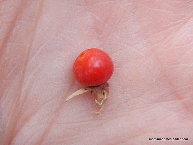 Rose Hips Foraging And 25 Recipes