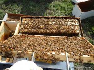 A Beginner’s Guide to Beekeeping Everything You Need to Know to get started