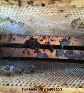 Why Did My Bee Hive Die in Winter - Montana Homesteader