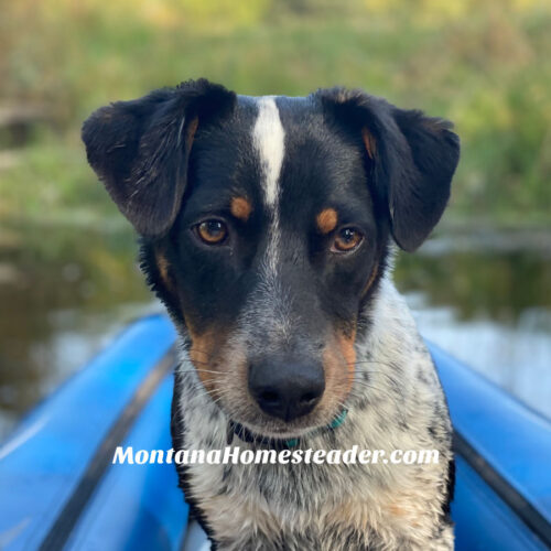 Meet the Critters on Our Homestead - Montana Homesteader