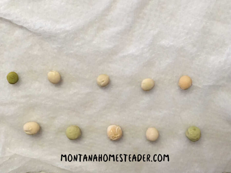 How to Test Seeds for Viability and Germination - Montana Homesteader