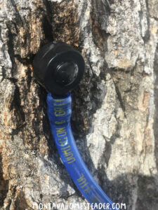 How to Tap Trees and Make Syrup in Your Backyard - Montana Homesteader