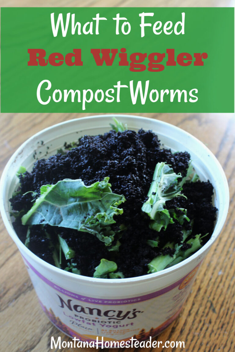 What to Feed Red Wiggler Compost Worms for Vermicomposting - Montana ...