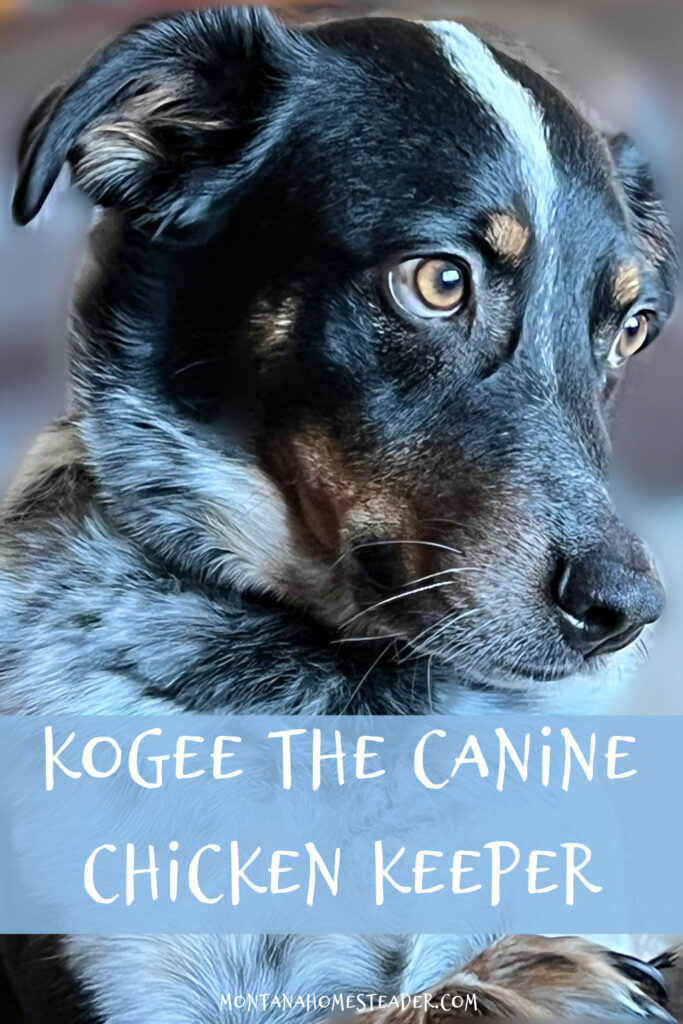 Kogee the Canine Chicken Keeper: A Chicken Friendly Cow Dog - Montana ...