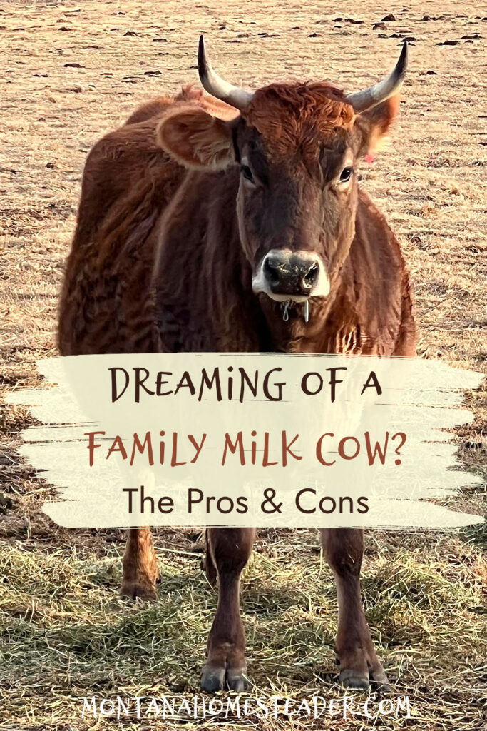 Pros and Cons of a Family Milk Cow on the Homestead - Montana Homesteader