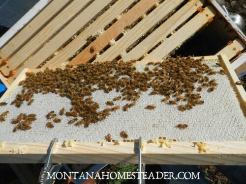 A Beginner’s Guide to Beekeeping Everything You Need to Know to get started