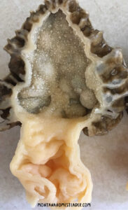How to find morel mushrooms - Montana Homesteader