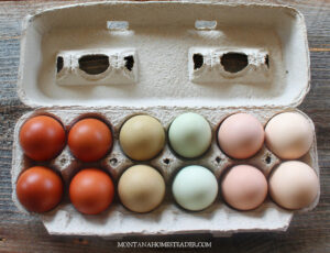 Chicken breeds for a colorful rainbow of eggs - Montana Homesteader