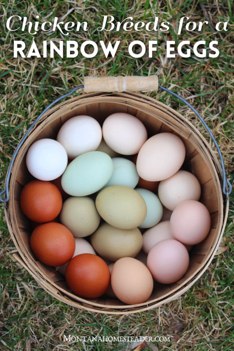 A Beginner's Guide to Raising Backyard Chickens for Eggs - Montana ...