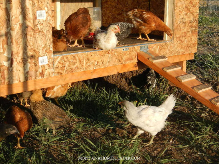A Beginner's Guide to Raising Backyard Chickens for Eggs - Montana ...