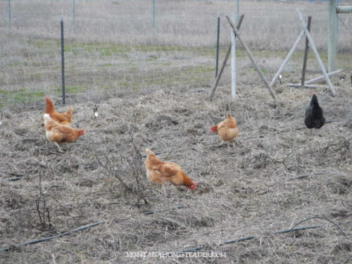 A Beginner's Guide to Raising Backyard Chickens for Eggs - Montana ...